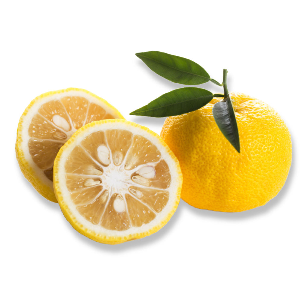 Yuzu Citrus Trees- 12 Pack